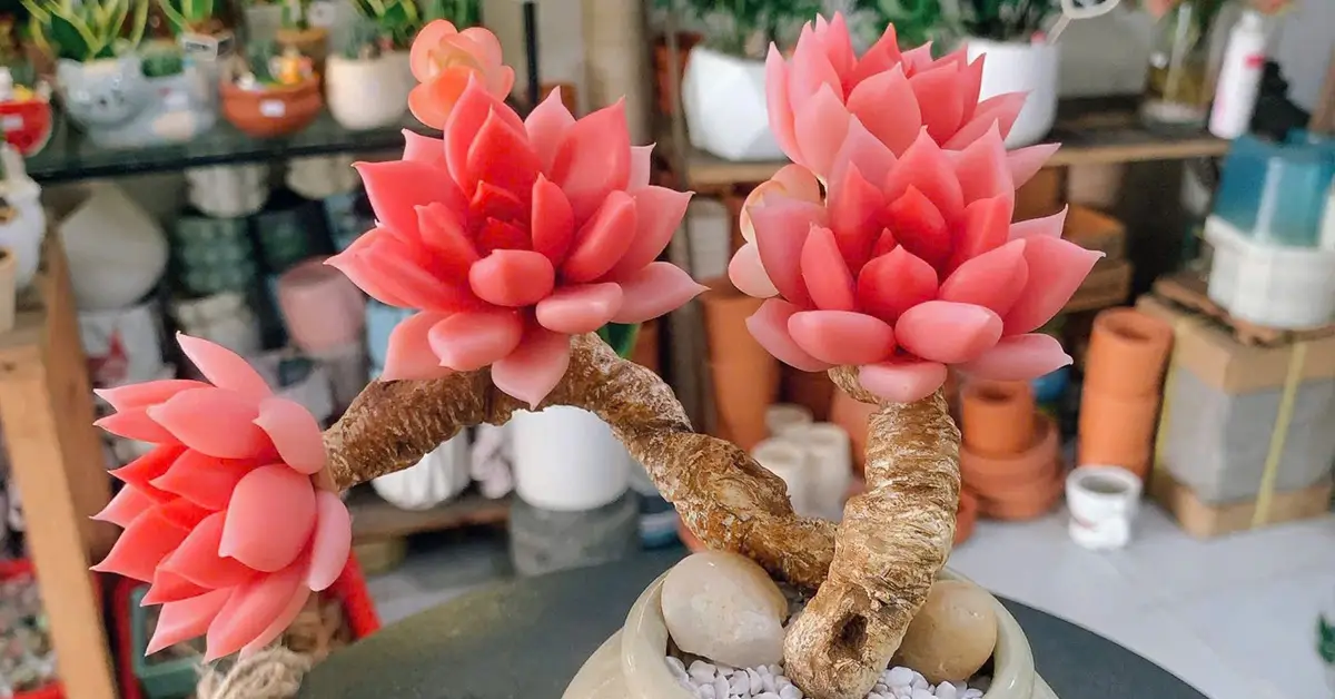 Sen Đá Đất Sét Tại Phố Cây Xanh Được Nặn Bằng Tay 100%